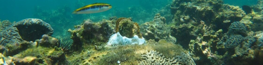 Medio ambiente | Shell México